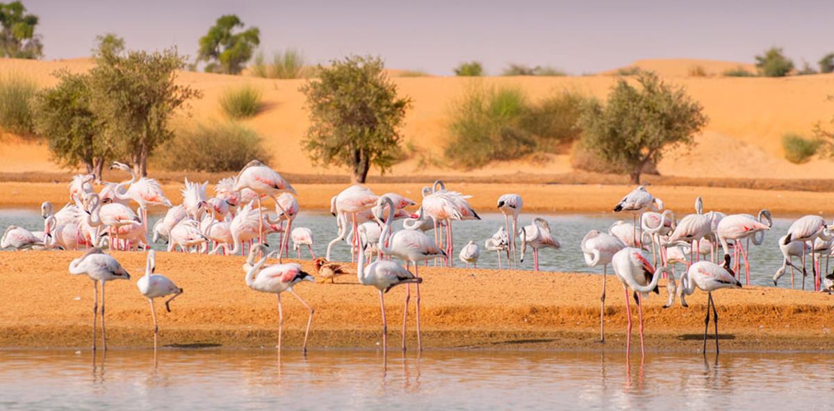 Things To Do: 5-day Dubai travel planner | flydubai